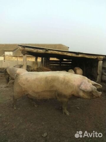 Продаются свиноматки