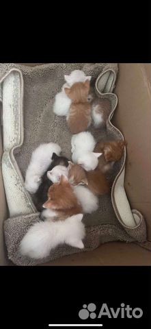 Котята в добрые руки бесплатно