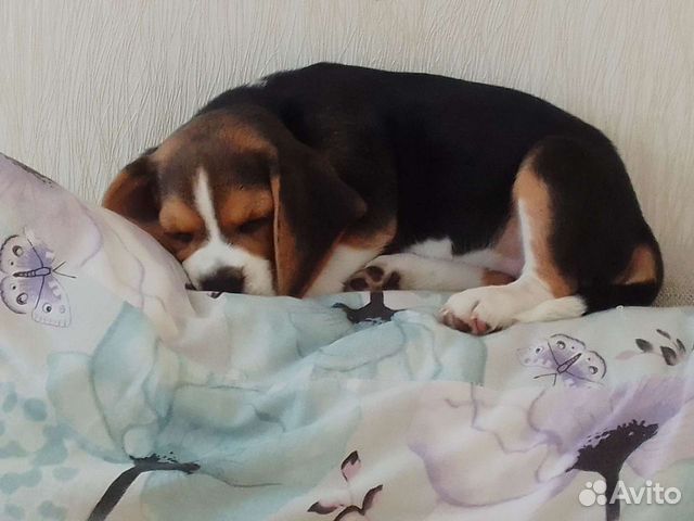 Щенки бигль