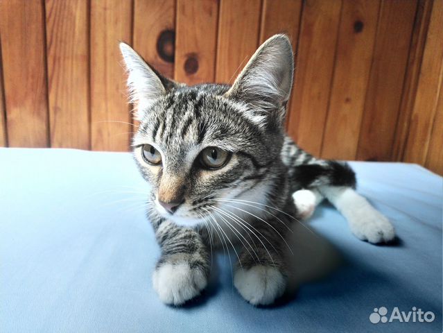 Котенок мальчик Тимоша