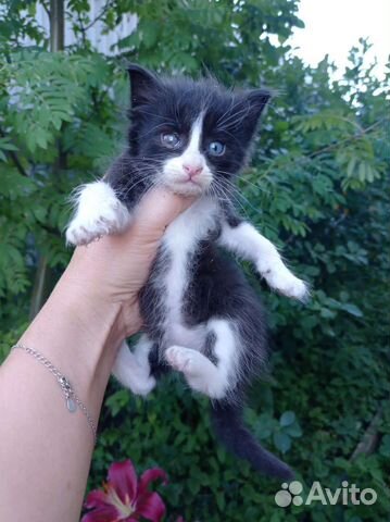 Котенок Пират