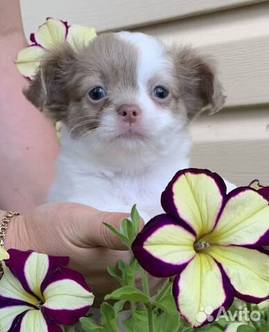 Милейшая кроха, шарм и обаяние