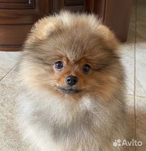 Шикарная девочка