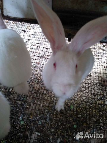 Крол производитель