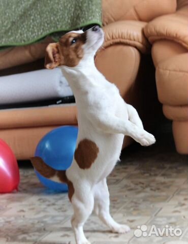 Супер джеки