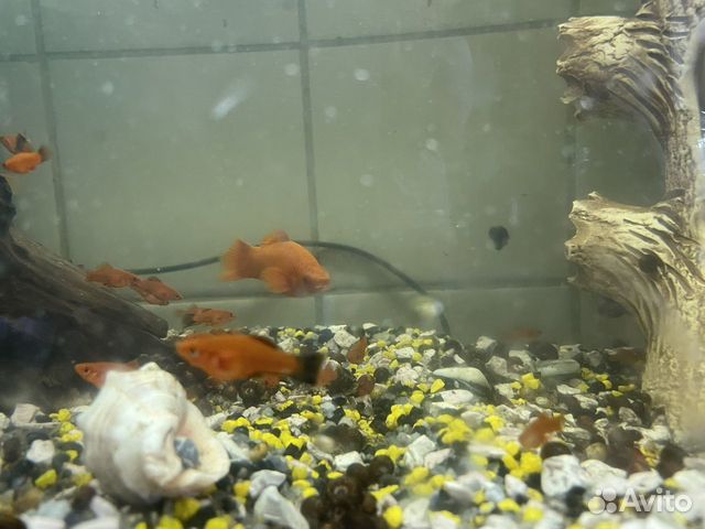 Меченосцы подростки и совсем мелкие