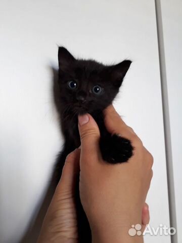 Котенок