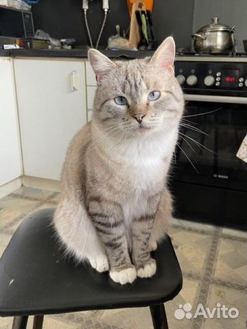 Кот Сеня ищет родителей