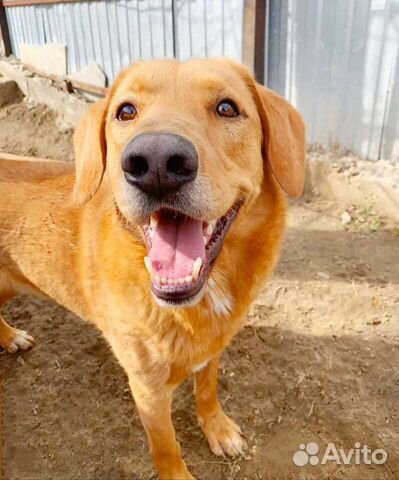 Метис лабрадора Кокос ищет дом