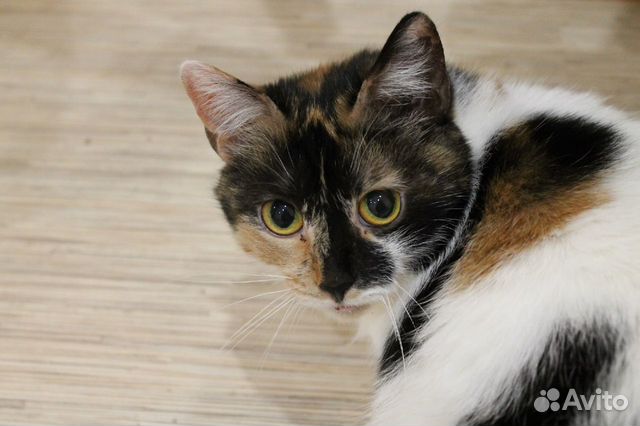 Кошка Сонечка в добрые руки