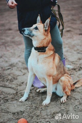 Собака ищет хороших хозяев