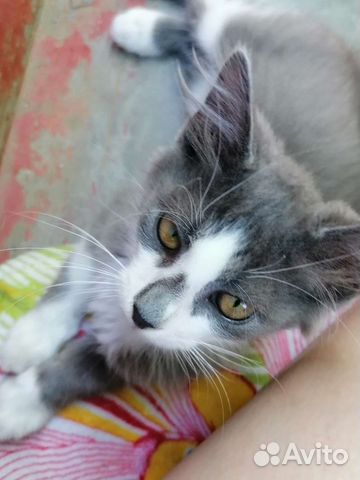 Котёнок мальчик в добрые руки