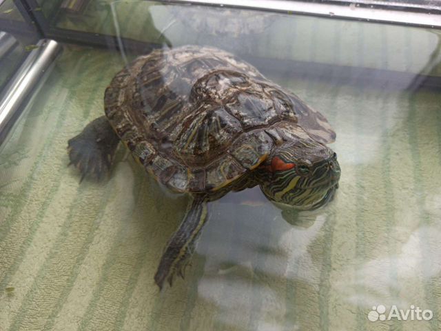 Черепаха с приданным