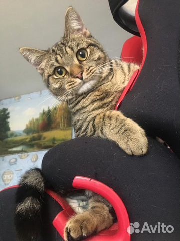 Кастрированный кот Максик