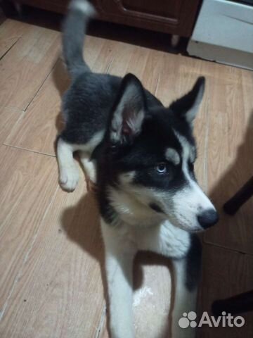 Щенки сибирской хаски