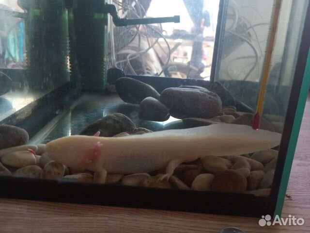 Отдам бесплатно в дар Аксолотля