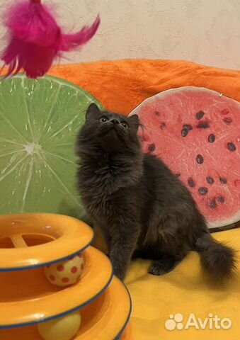 Голубая пушистая Николь 4,5 мес