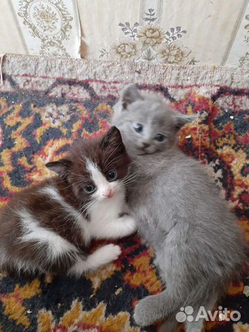 Кошка в дар бесплатно