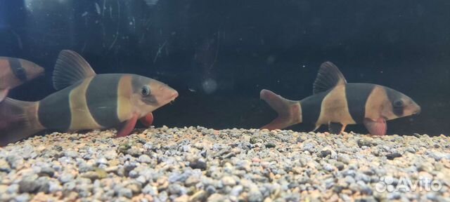 Боция клоун и анциструс