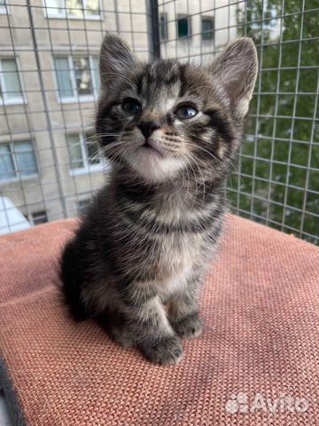 Мия-котенок мечатель