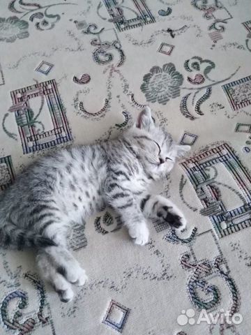 Шотландский котенок (скотиш-страйт)