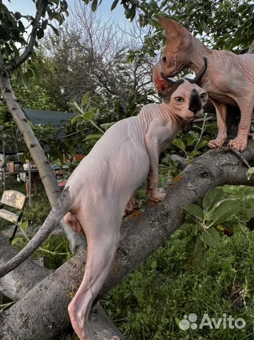 Канадцы и эльфы