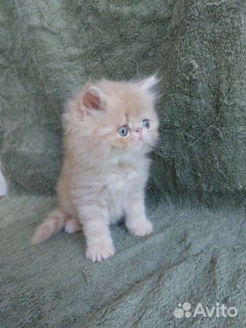 Персидские котята