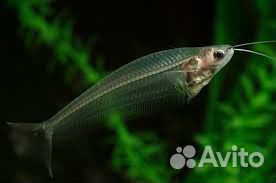 Продам аквариумных рыбок