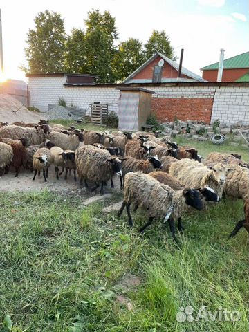 Барашки на курбан