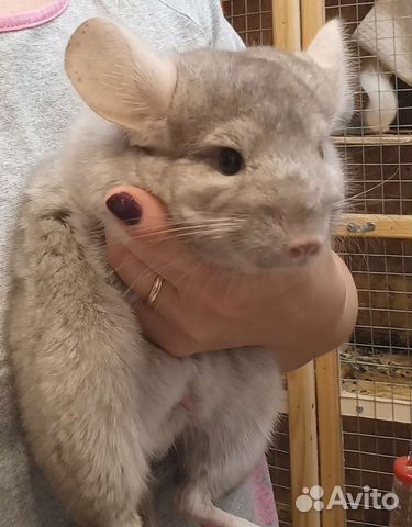 Шиншилла