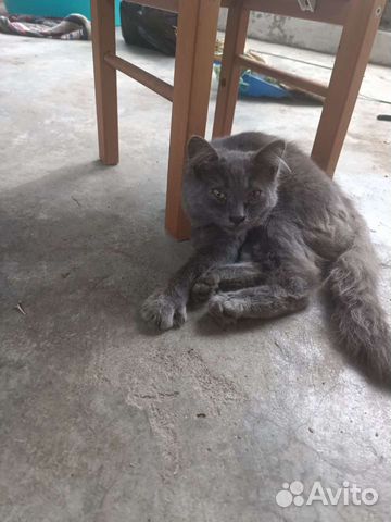 Британский кот