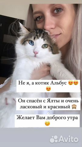 Котята