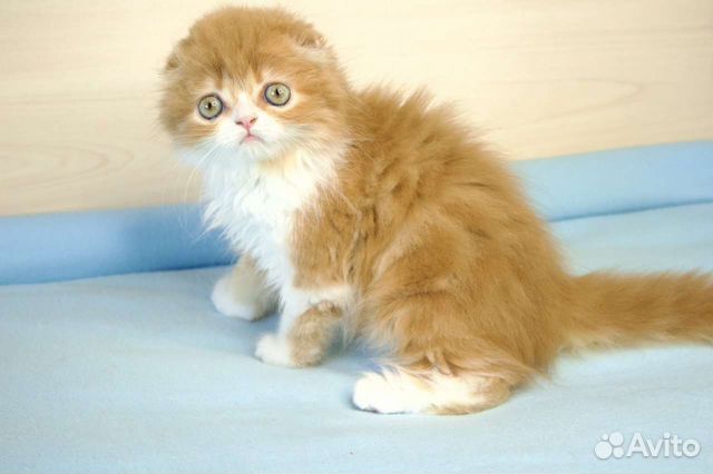 Вислоухая кошка Лялечка