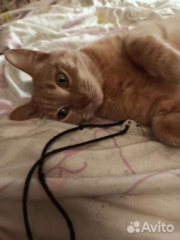 Отдам кота в добрые руки