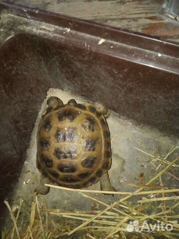 Черепаха сухопутная