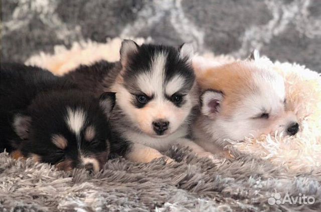 Милые маленькие помски щенки