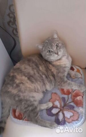 Кошка Агата в добрые руки