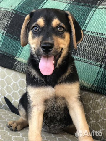 Щенок в добрые руки