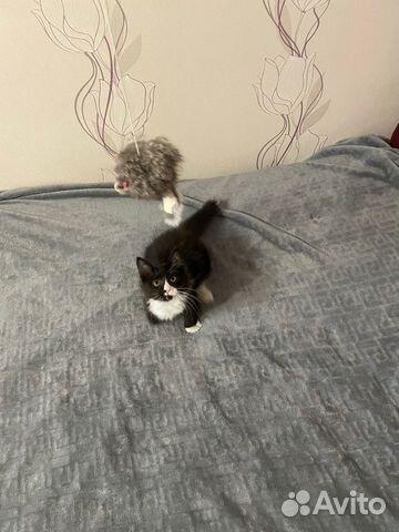 Котенок в добрые руки