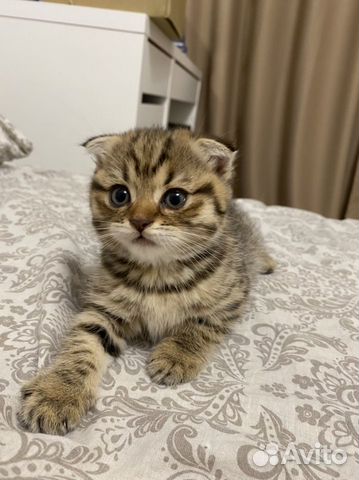 Шотландские котята