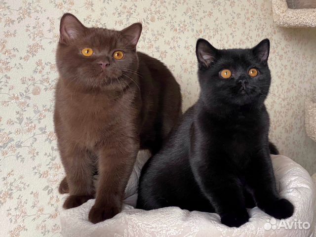 Британские котята