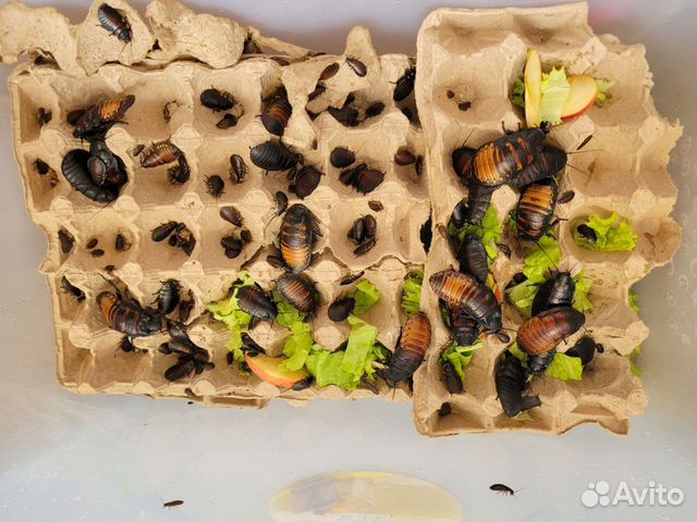 Колония мадагаскарских шипящих таранов