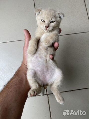 Вислоухие котята в добрые руки