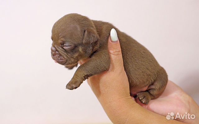 Американский Булли Экзотик шоко мальчик и девочка