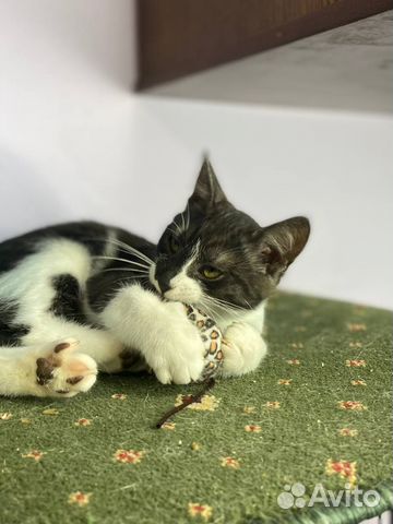 Котёнок. 4 мес. Ваш идеальный питомец