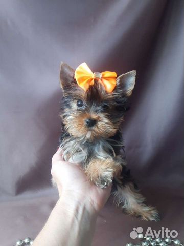 Девочка крошка