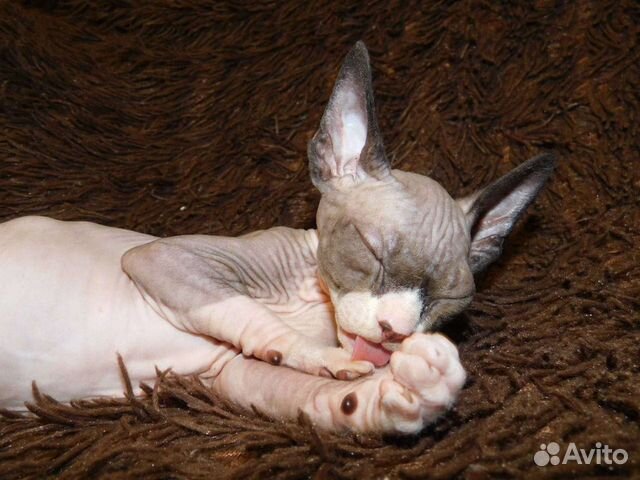 Котенок канадик