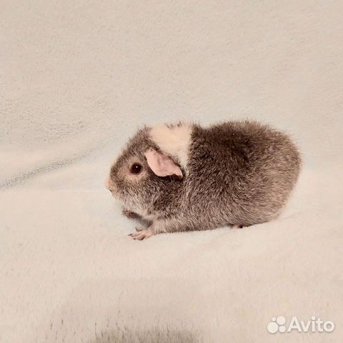 Морские свинки Рексик серебро
