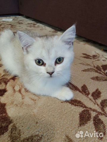 Британская шиншила