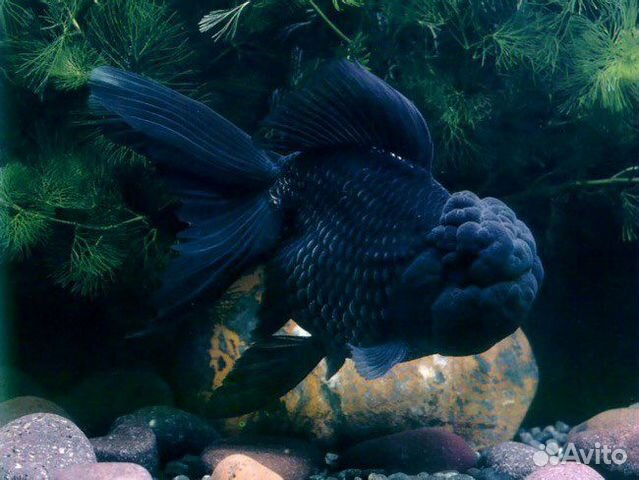 Оранда Черная Львиноголовая Люкс